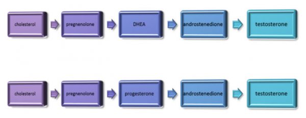 Cholesterol and Testosterone: The Essential Connection